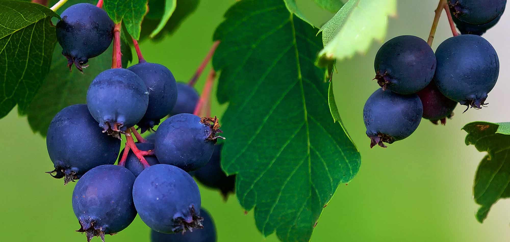 Aboriginal Friendship Centres of Saskatchewan